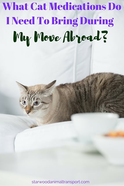 What Cat Medications Do I Need To Bring During My Move Abroad what-cat-medications-do-i-need-to-bring-during-my-move-abroad
