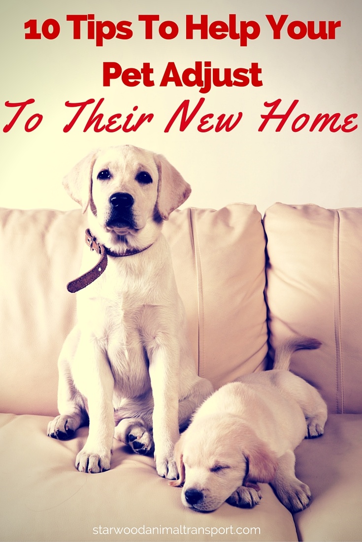 How To Help A Dog Adjust To A New Home